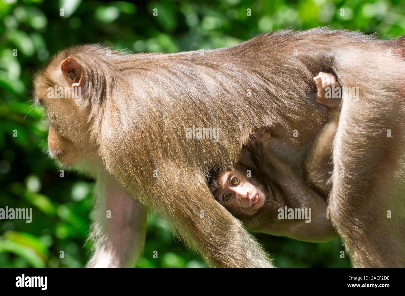 Southern pig-tailed macaque (Macaca nemestrina) carrying her young ...