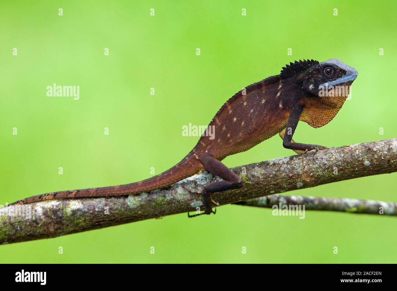 Green crested lizard (Bronchocela cristatella). Normally green, this ...