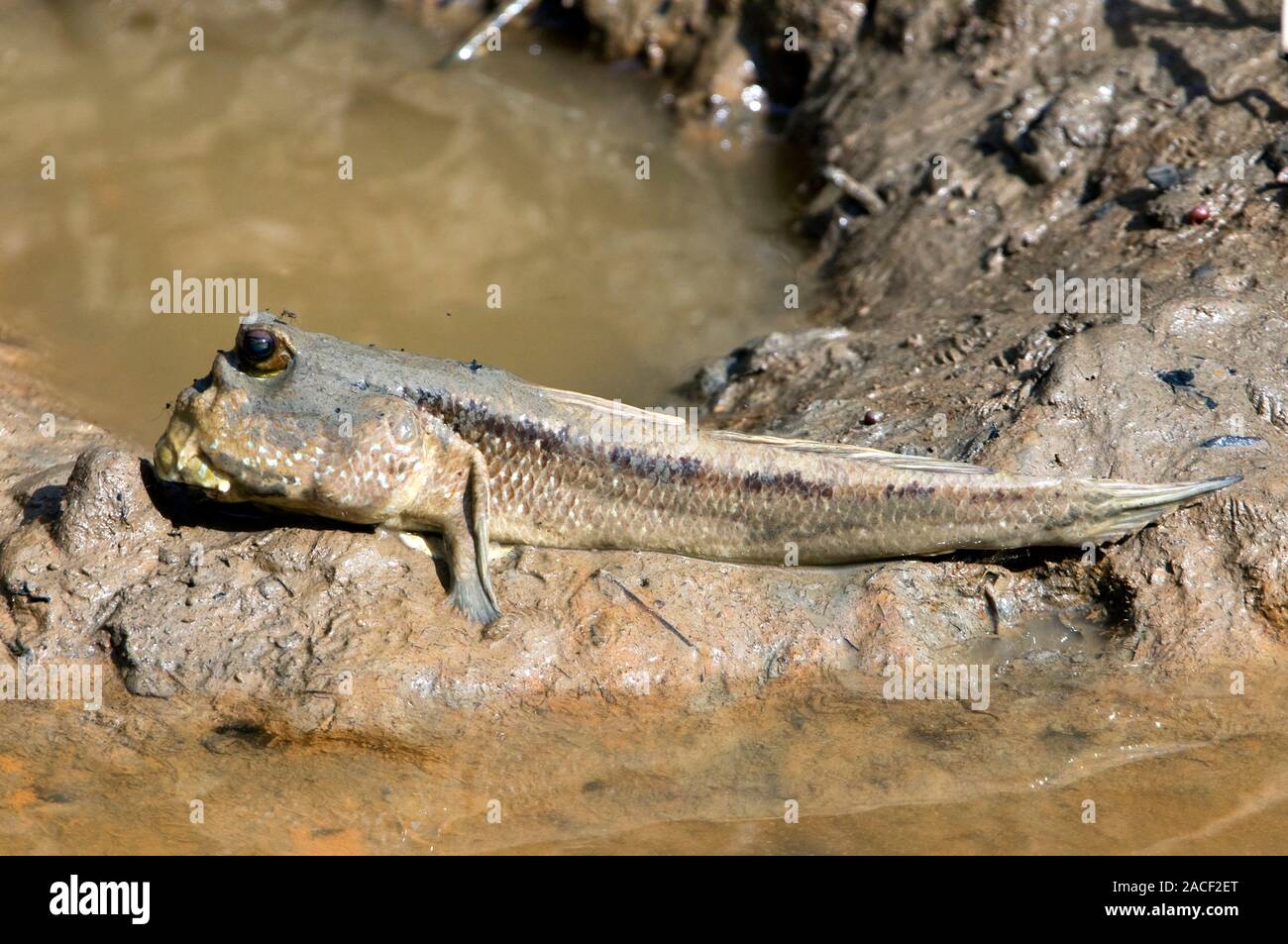 Mudskipper (Periophthalmus gracilis) in mud. This amphibious fish moves ...