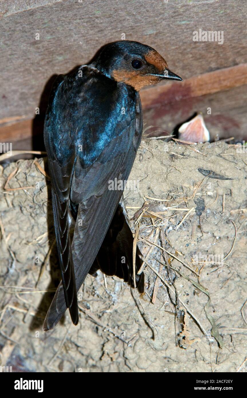 Pacific swallow (Hirundo tahitica). This passerine bird breeds in ...