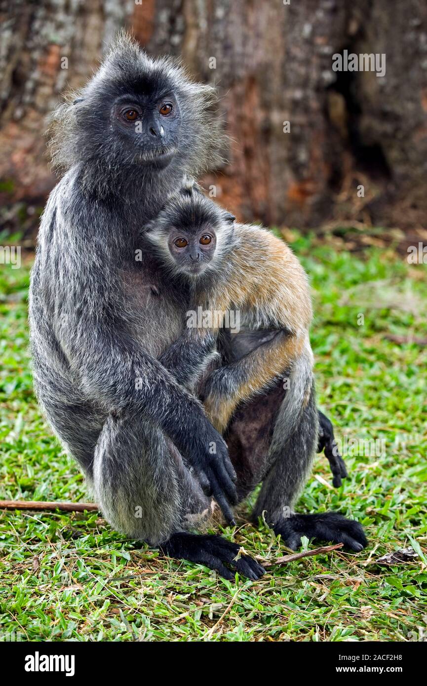 Silvered leaf monkey (Trachypithecus cristatus) infant with its mother ...