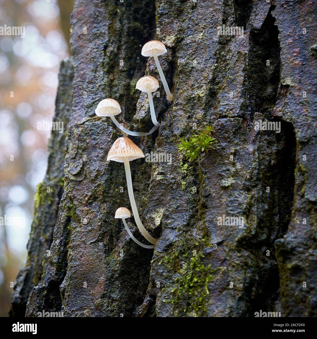 Mushroom of the genus Mycena on a dead tree trunk in the forest Stock ...