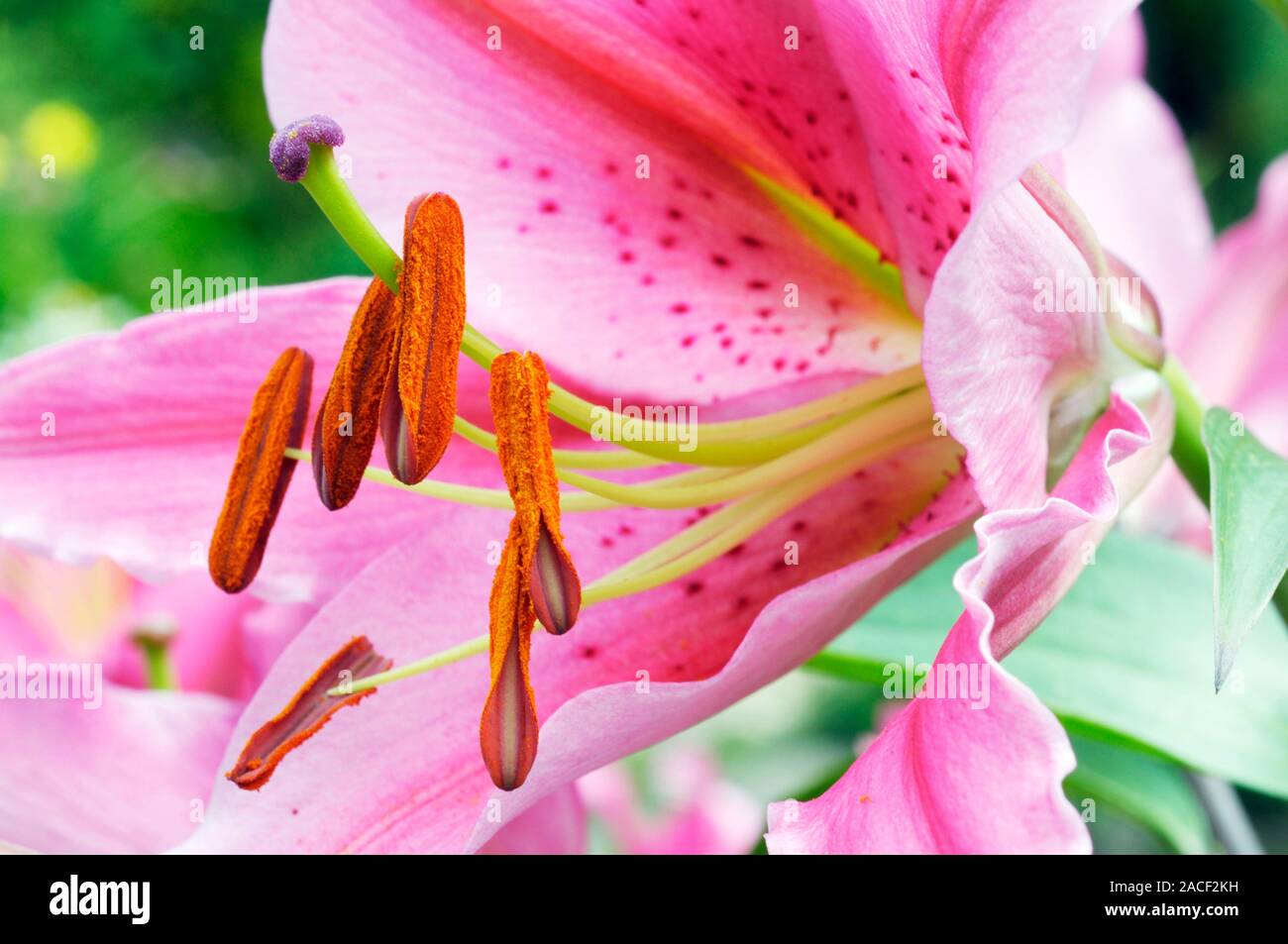 Lily (Lilium 'Acapulco') flower, showing its reproductive structures ...