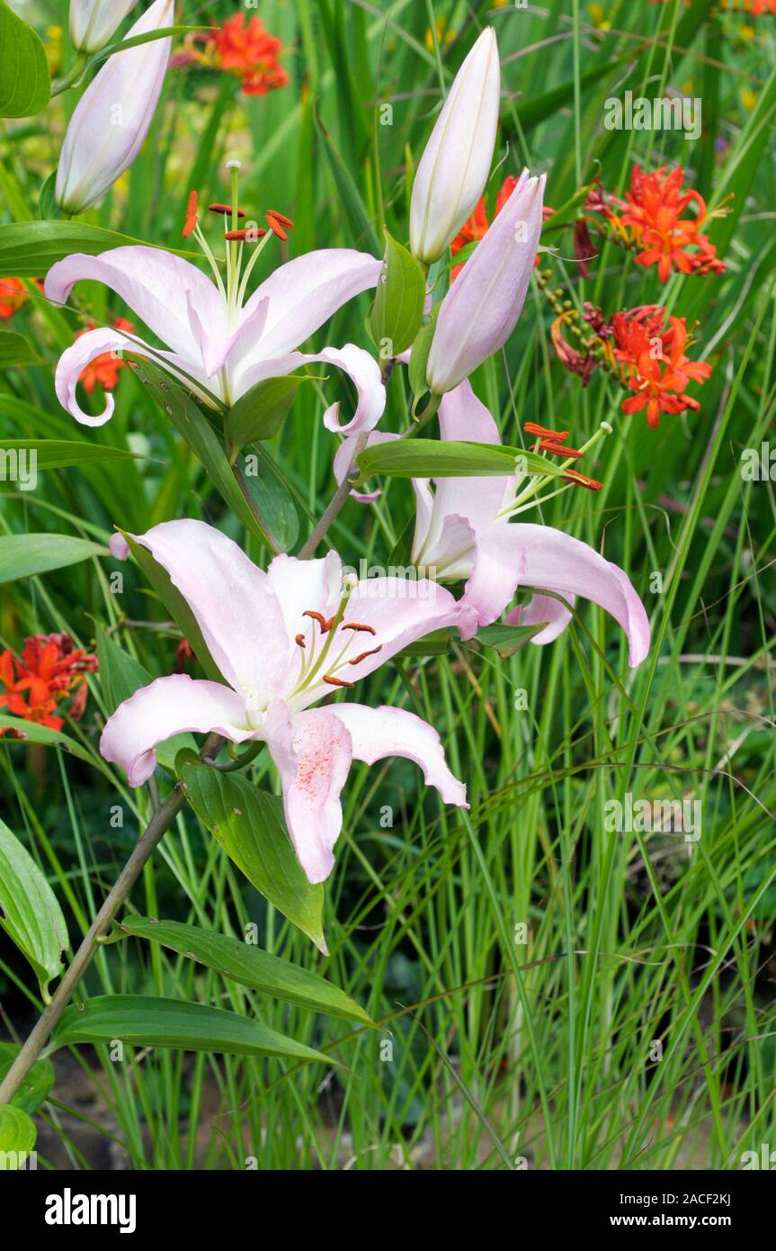 Lily (Lilium 'Willeke Alberti') seen amongst Crocosmia 'Mistral' (red ...