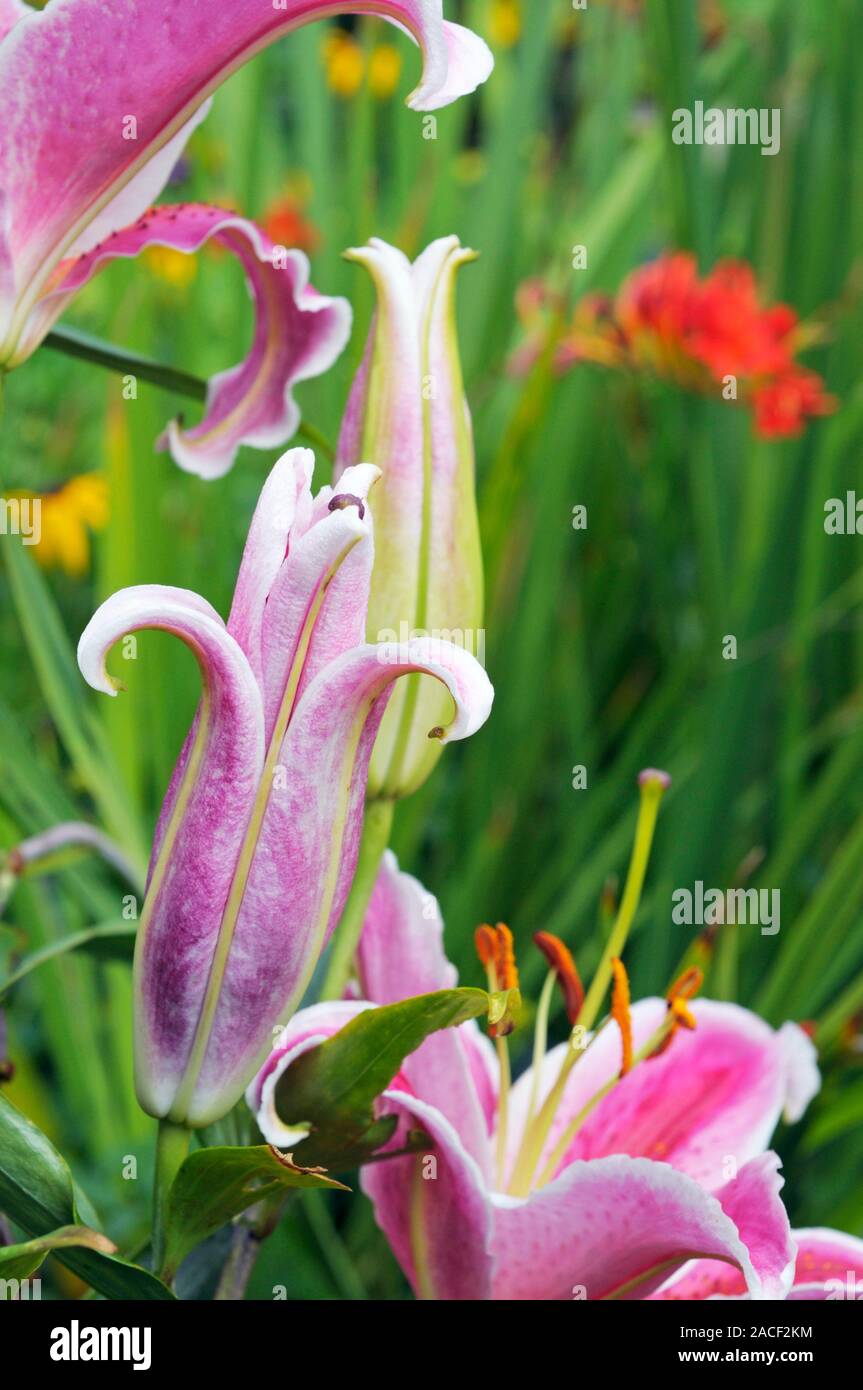 Lilies (Lilium 'La Mancha') in front of Crocosmia 'Mistral' (red ...