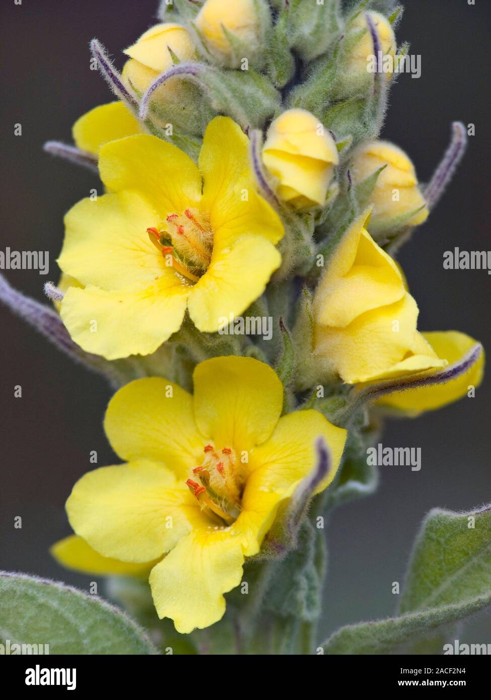 Great mullein (Verbascum thapsus) flowers Stock Photo - Alamy