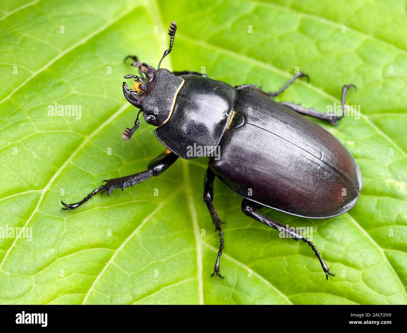 Stag beetle (family Lucanidae) on a leaf. Photographed in the UK Stock ...