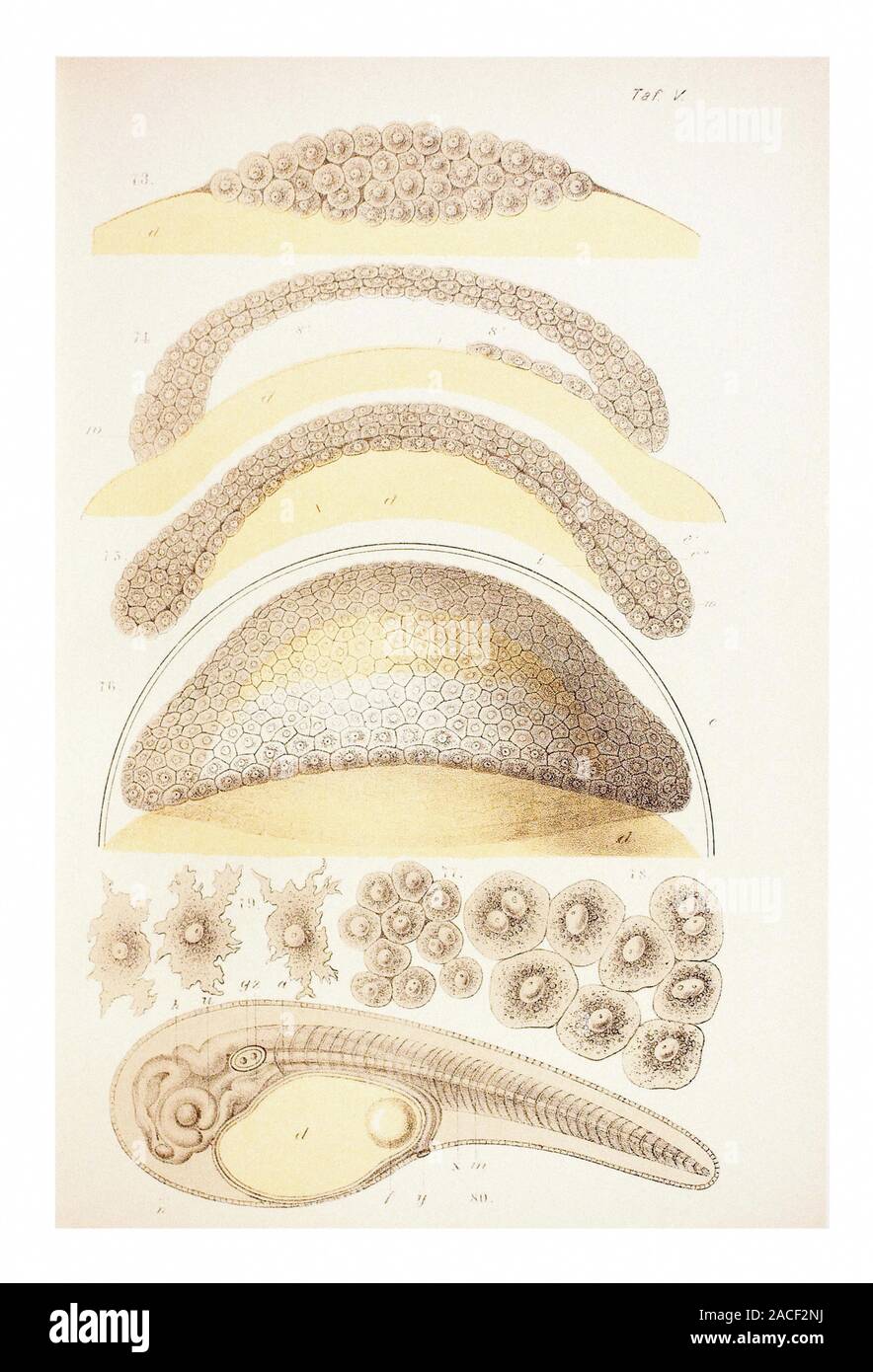 Vertebrate development. Historical artwork showing various stages in ...