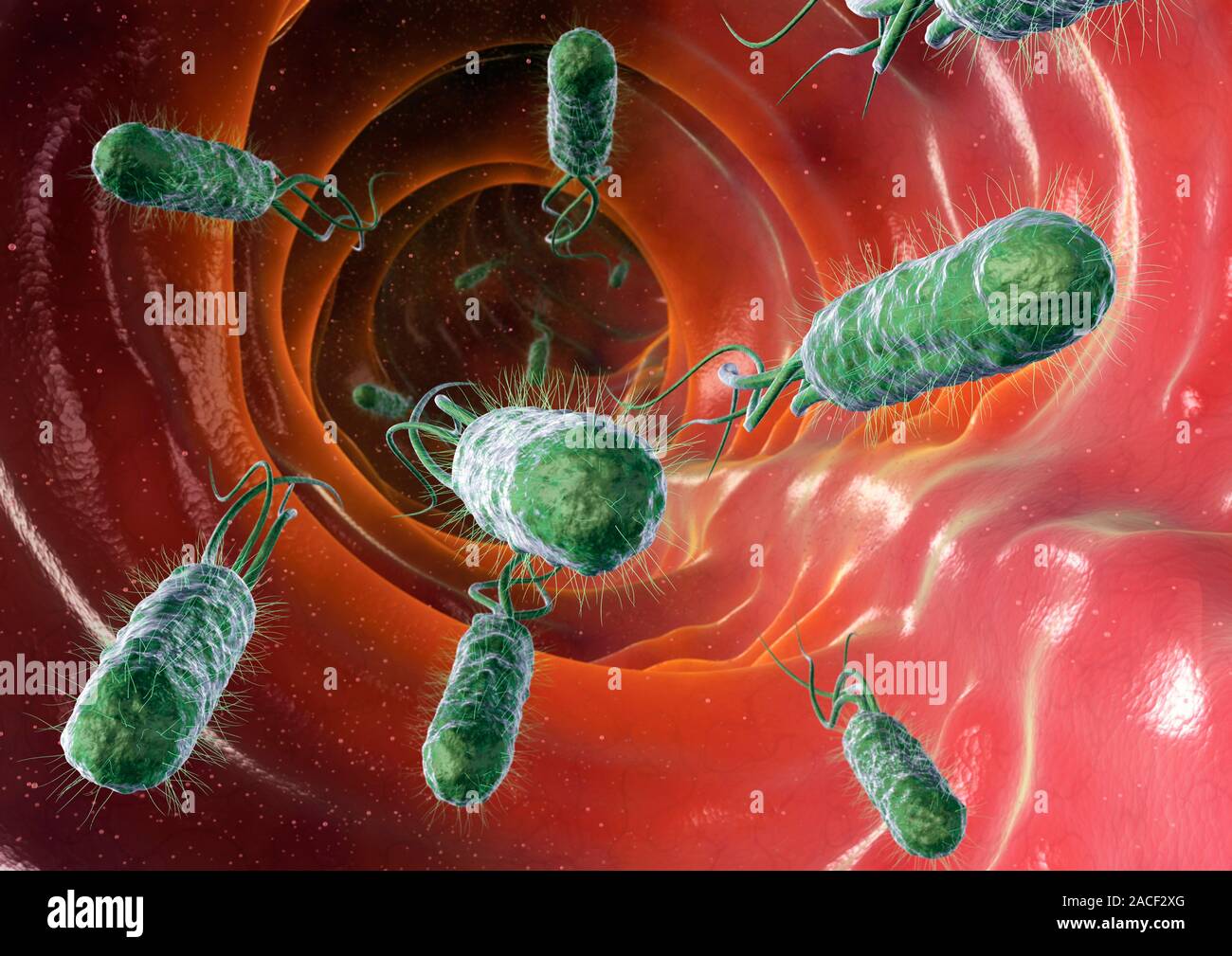 Bacterial diarrhoea. Computer artwork of Escherichia coli bacteria ...