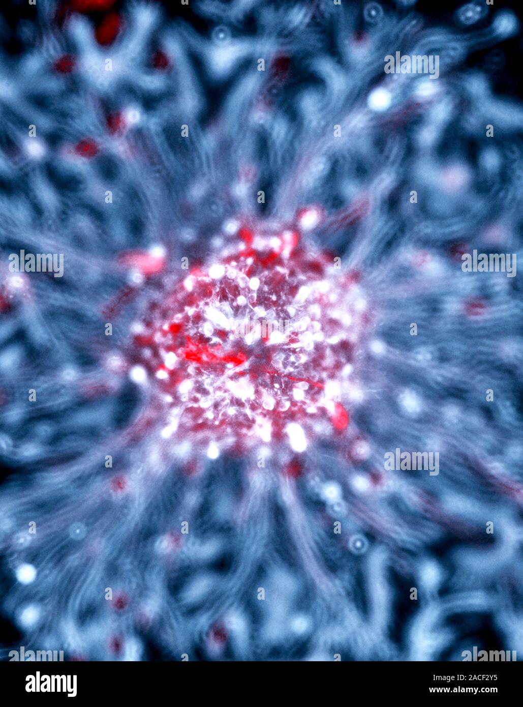 Neural stem cell culture. Fluorescent light micrograph of a group of ...