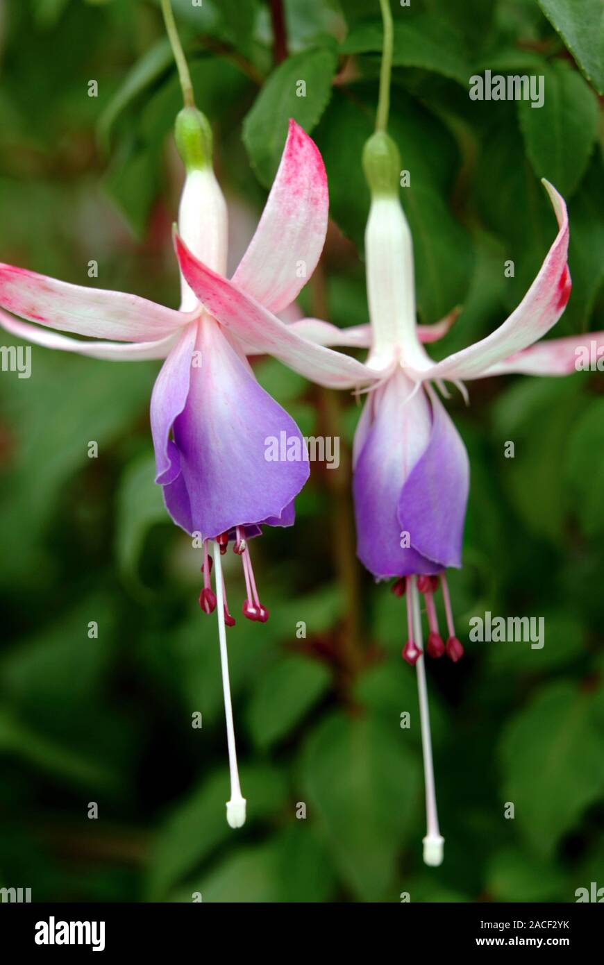 Fuchsia (Fuchsia 'Carmel Blue') flowers. Photographed in the UK, in ...