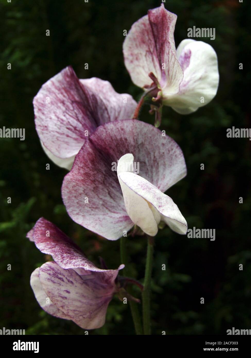 Sweet Pea (Lathyrus odoratus 'Senator') flowers. Photographed in the UK, in July Stock Photo - Alamy