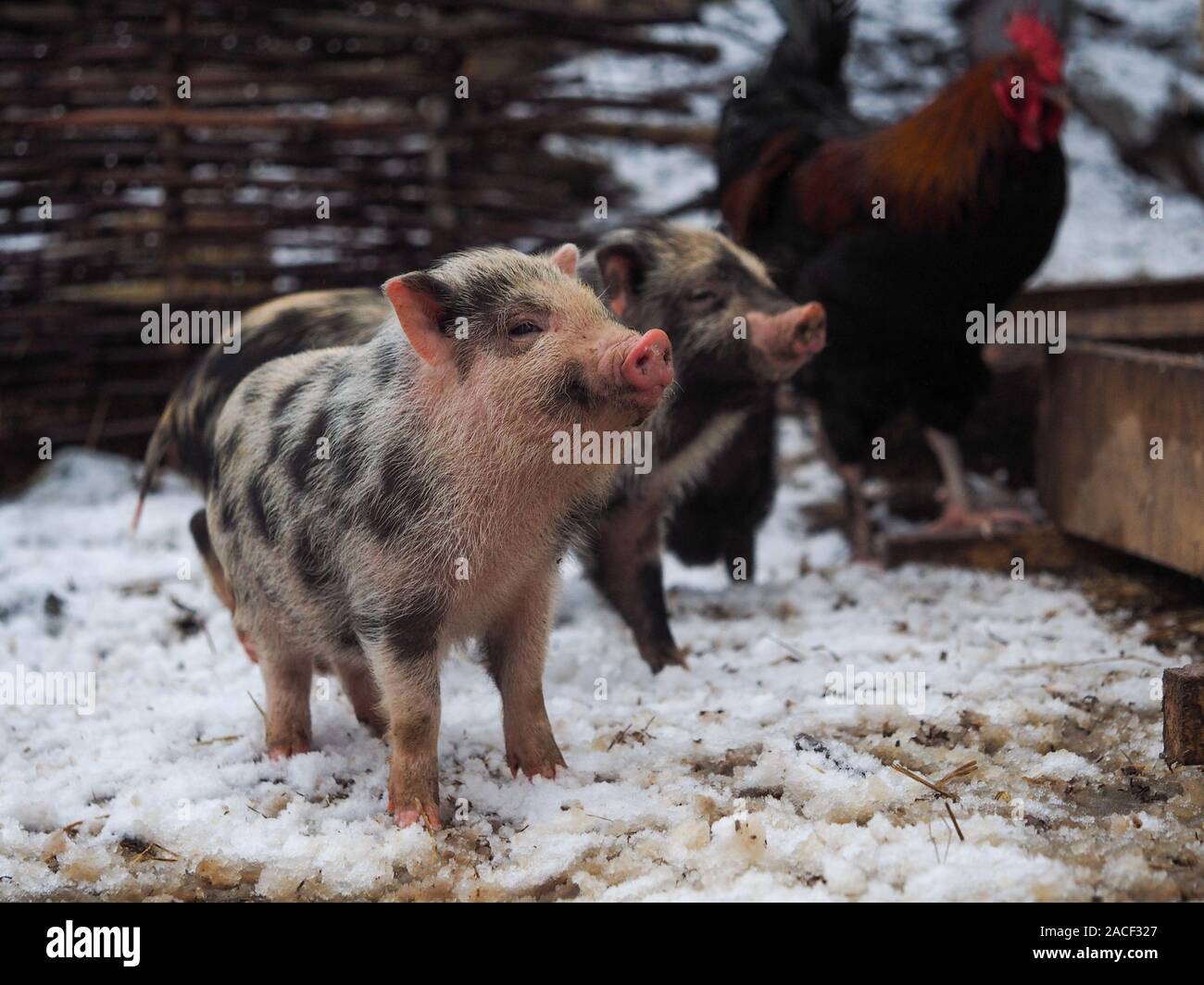 Funny little pig with a dirty Piglet Stock Photo - Alamy