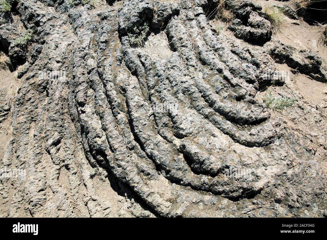 Pahoehoe lava field. Close-up of the surface of solidified Pahoehoe ...