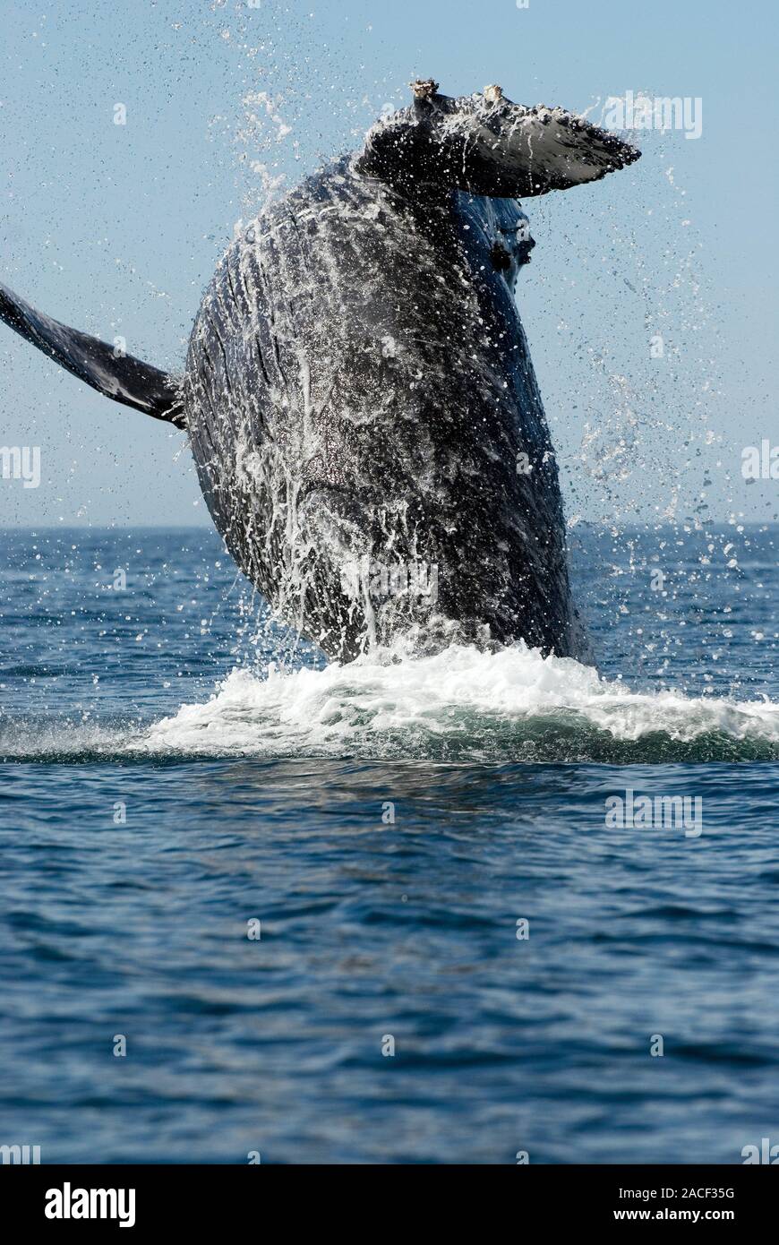 Humpback whale (Megaptera novaeangliae) leaping out of the water ...