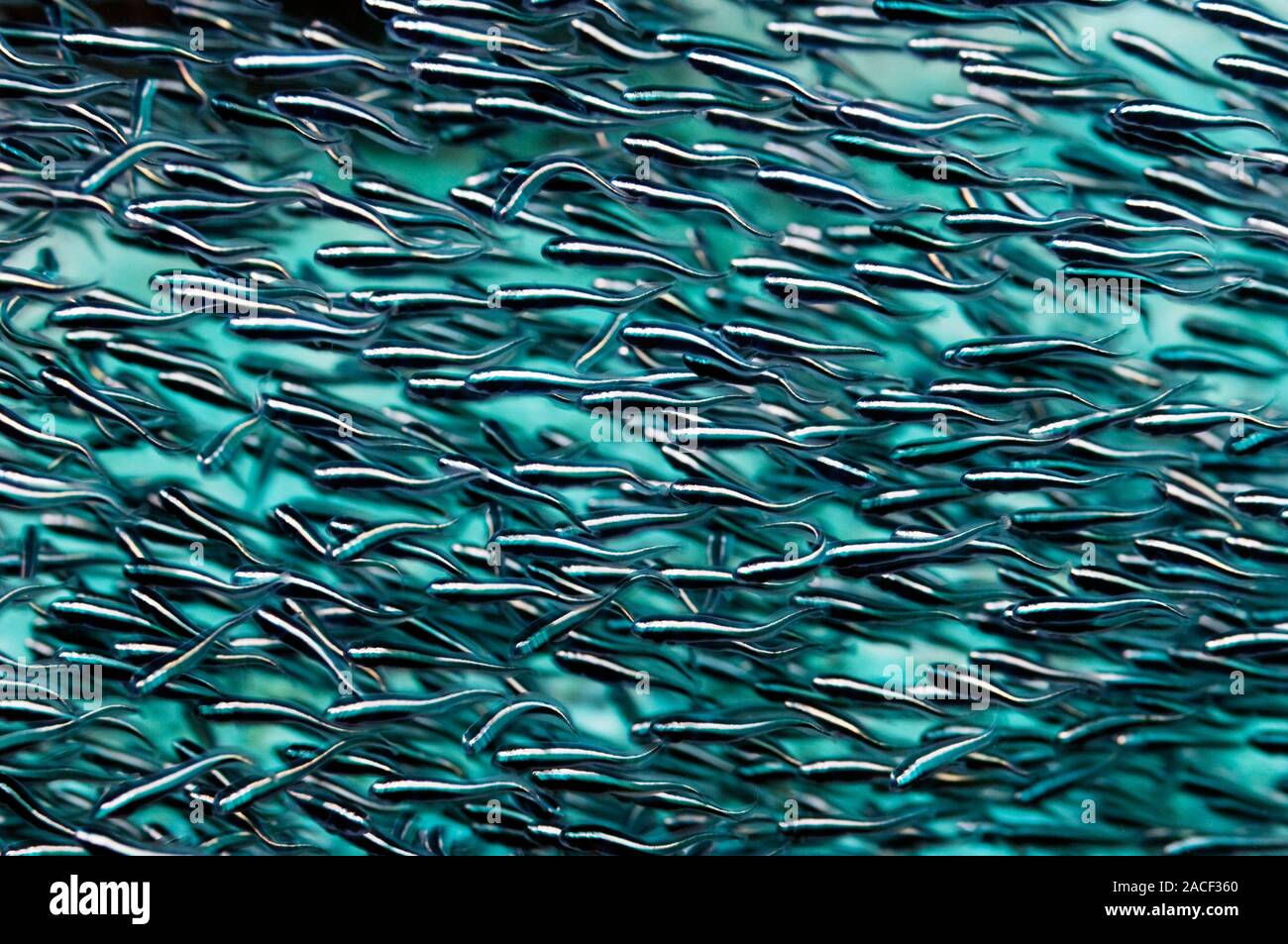 Convict blenny (Pholidichthys leucotaenia) school of juveniles. Convict ...