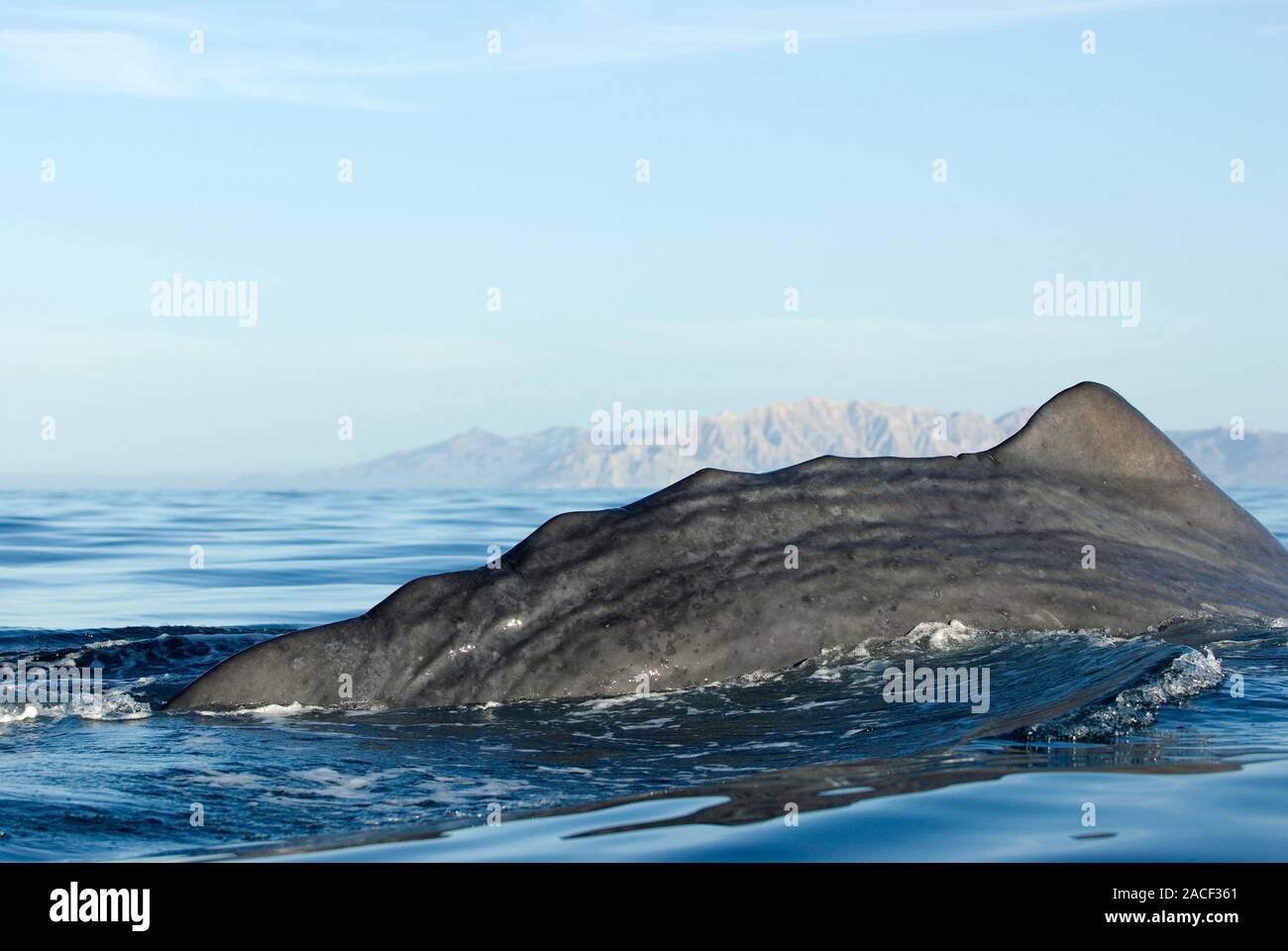Sperm whale (Physeter macrocephalus). The lumps are the 'knuckles' on ...