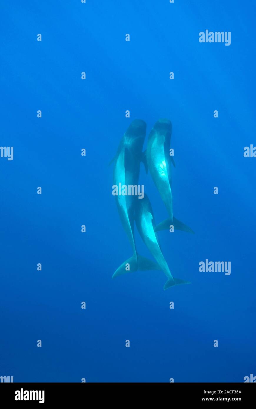 Short-finned pilot whales (Globicephala macrorhynchus). Pilot whales ...