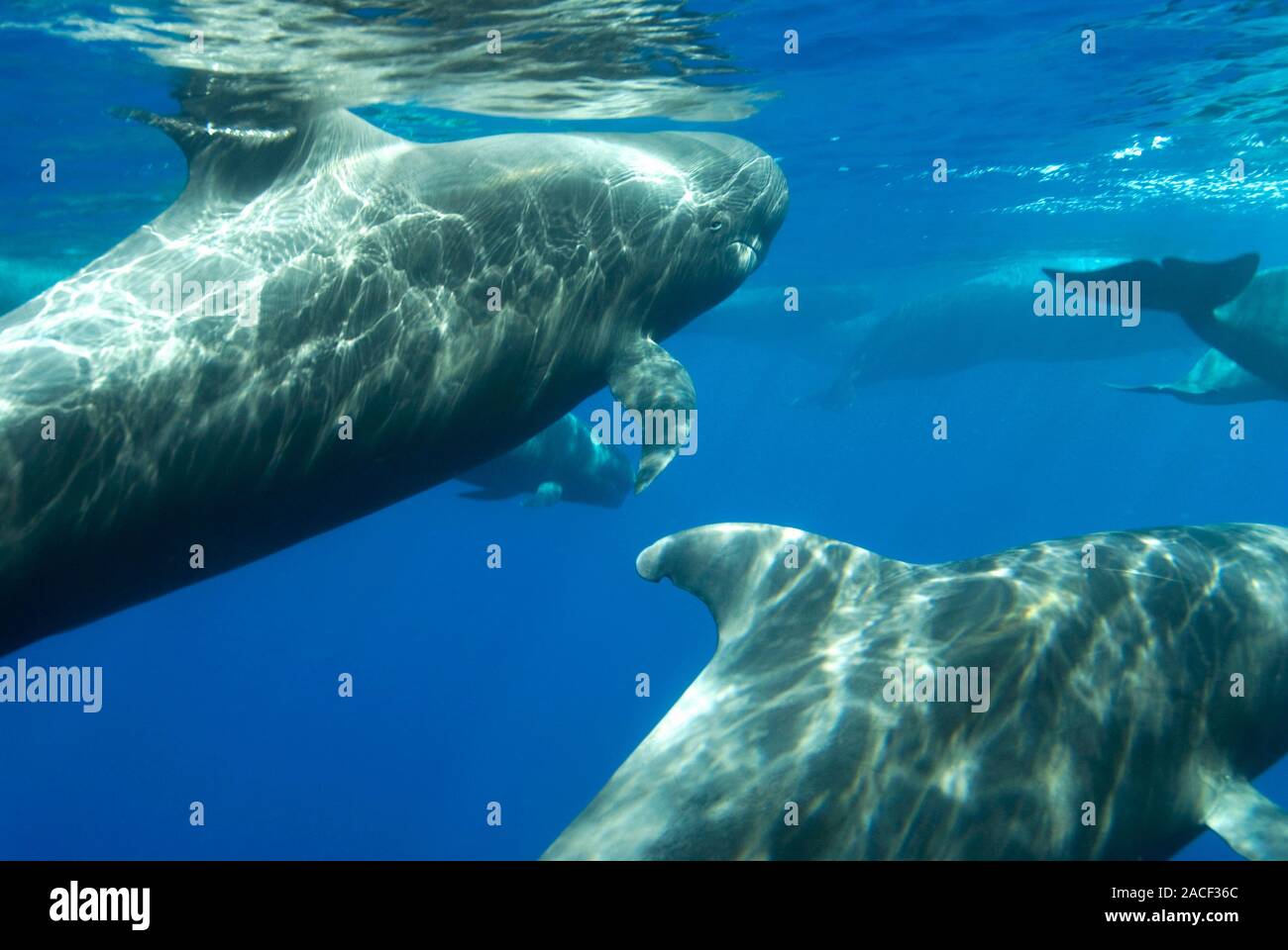 Short-finned pilot whales (Globicephala macrorhynchus). Showing the ...