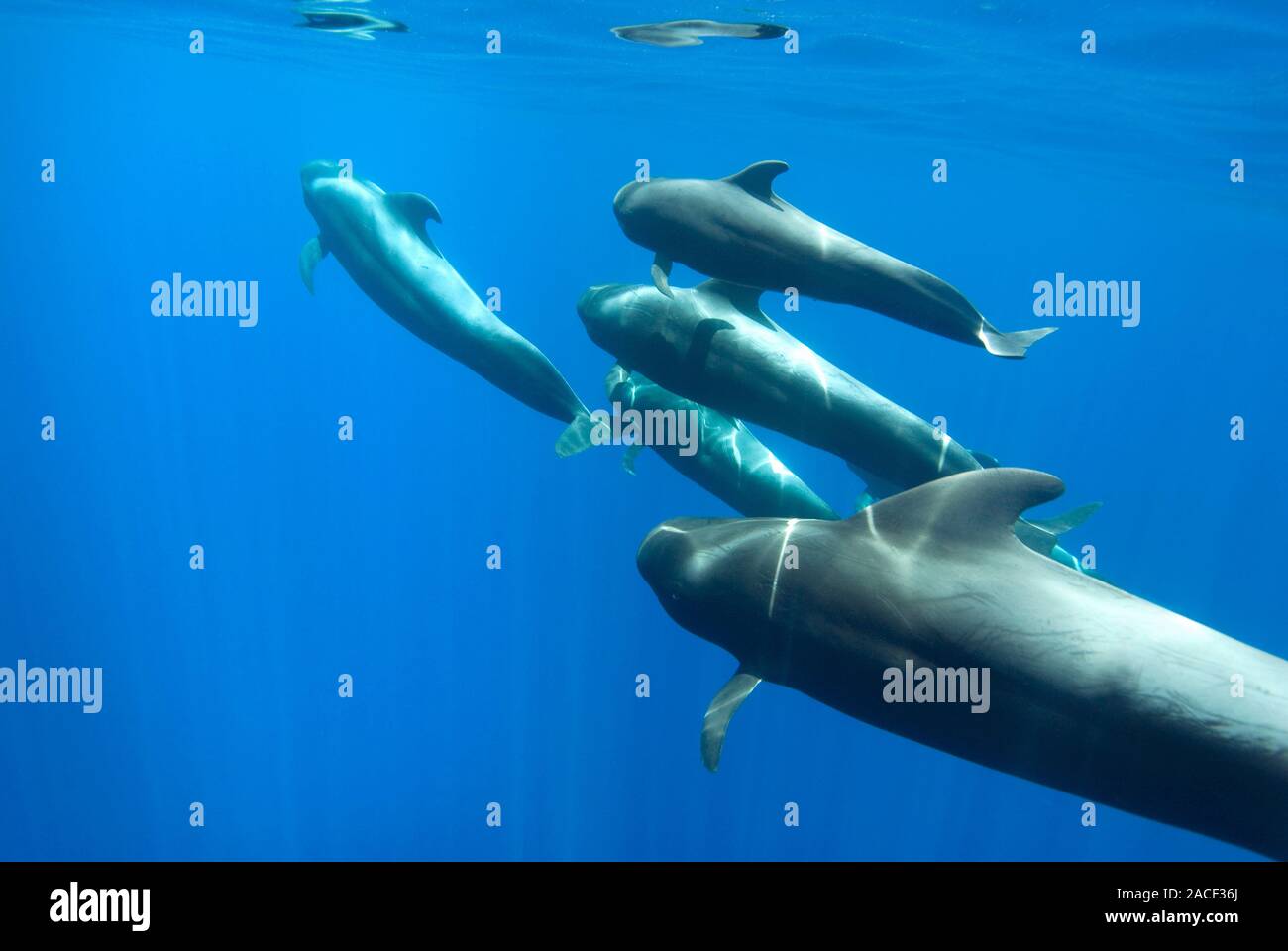 Short-finned pilot whales (Globicephala macrorhynchus) surfacing ...