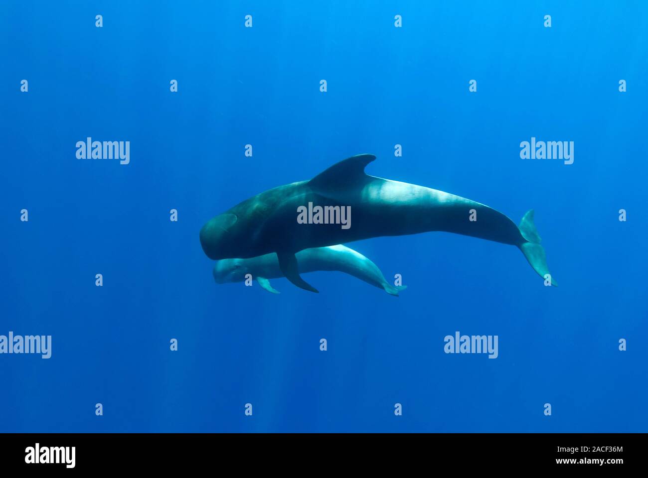 Short-finned pilot whales (Globicephala macrorhynchus). Adult and ...