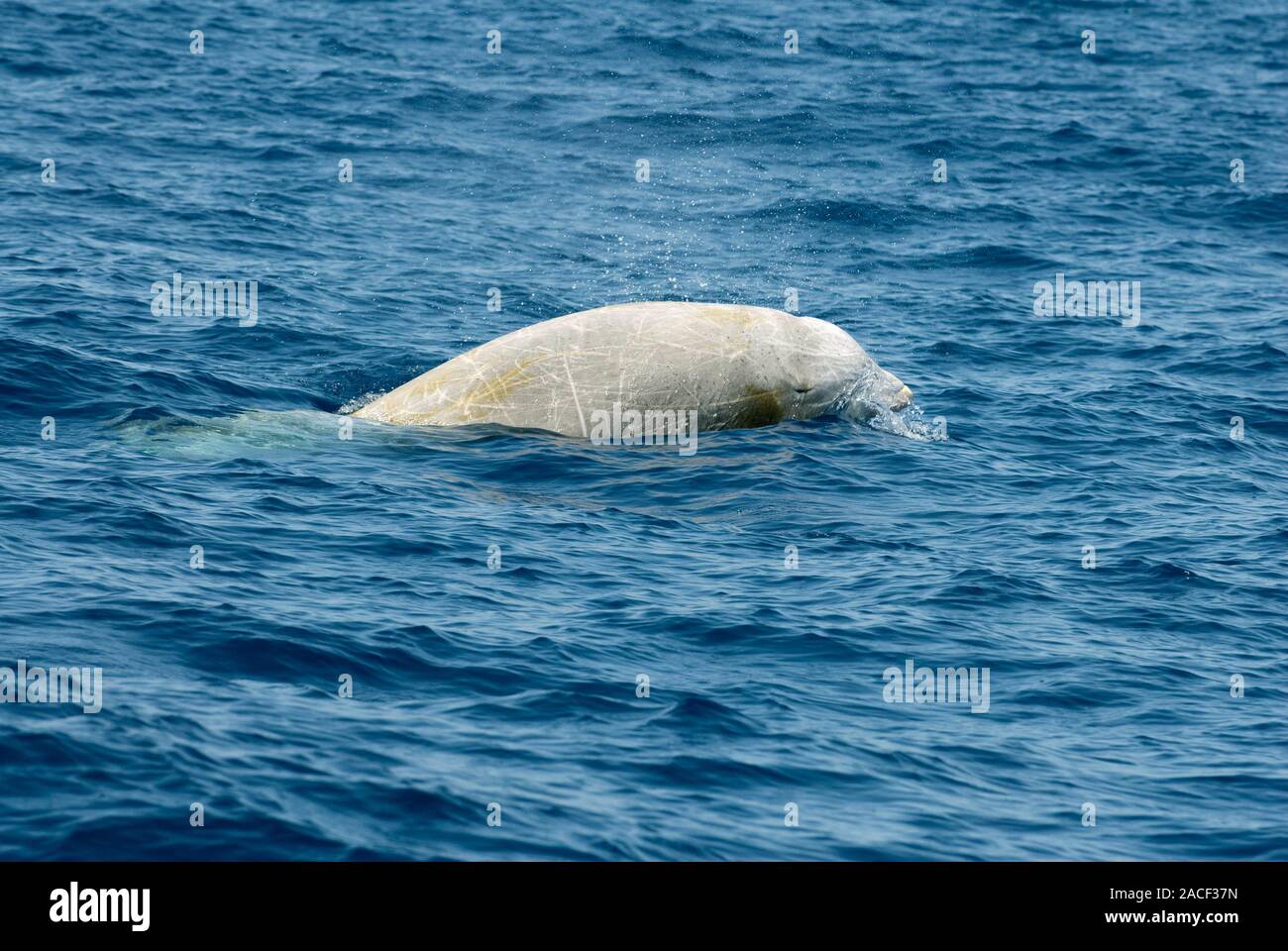 Cuvier's beaked whale (Ziphius cavirostris) surfacing. Photographed in ...