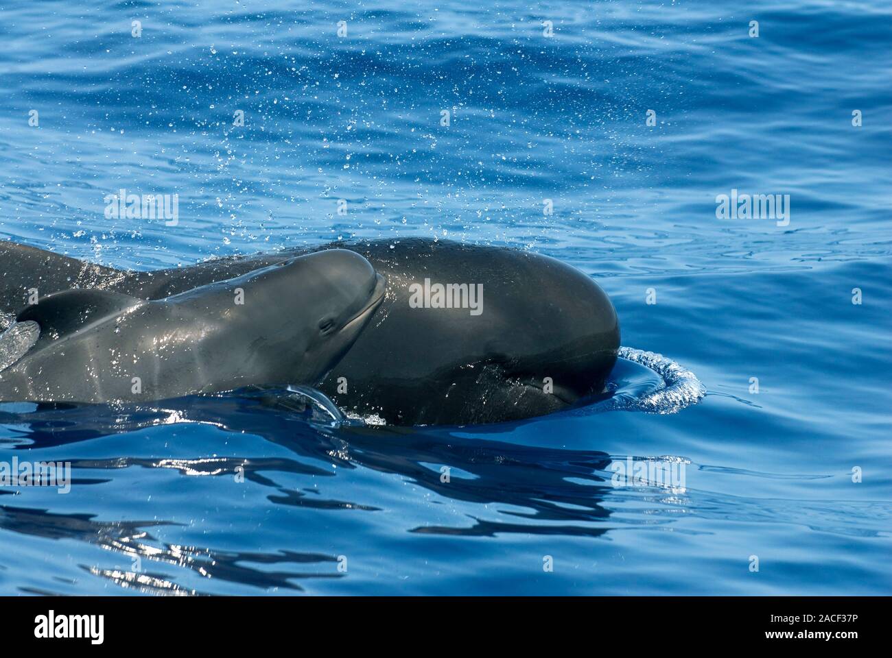 Short-finned pilot whales (Globicephala macrorhynchus). Adult and a ...