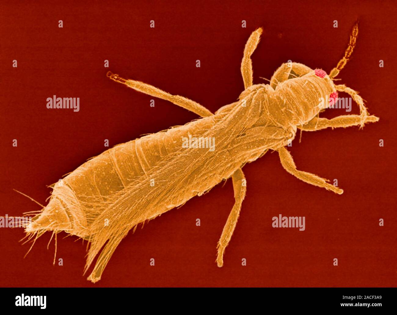 What Is The Scientific Name Of Western Flower Thrips at Seth Finnan blog