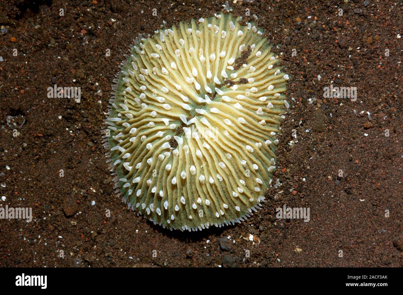 Mushroom coral (family Fungiidae). This is a species of hard coral ...