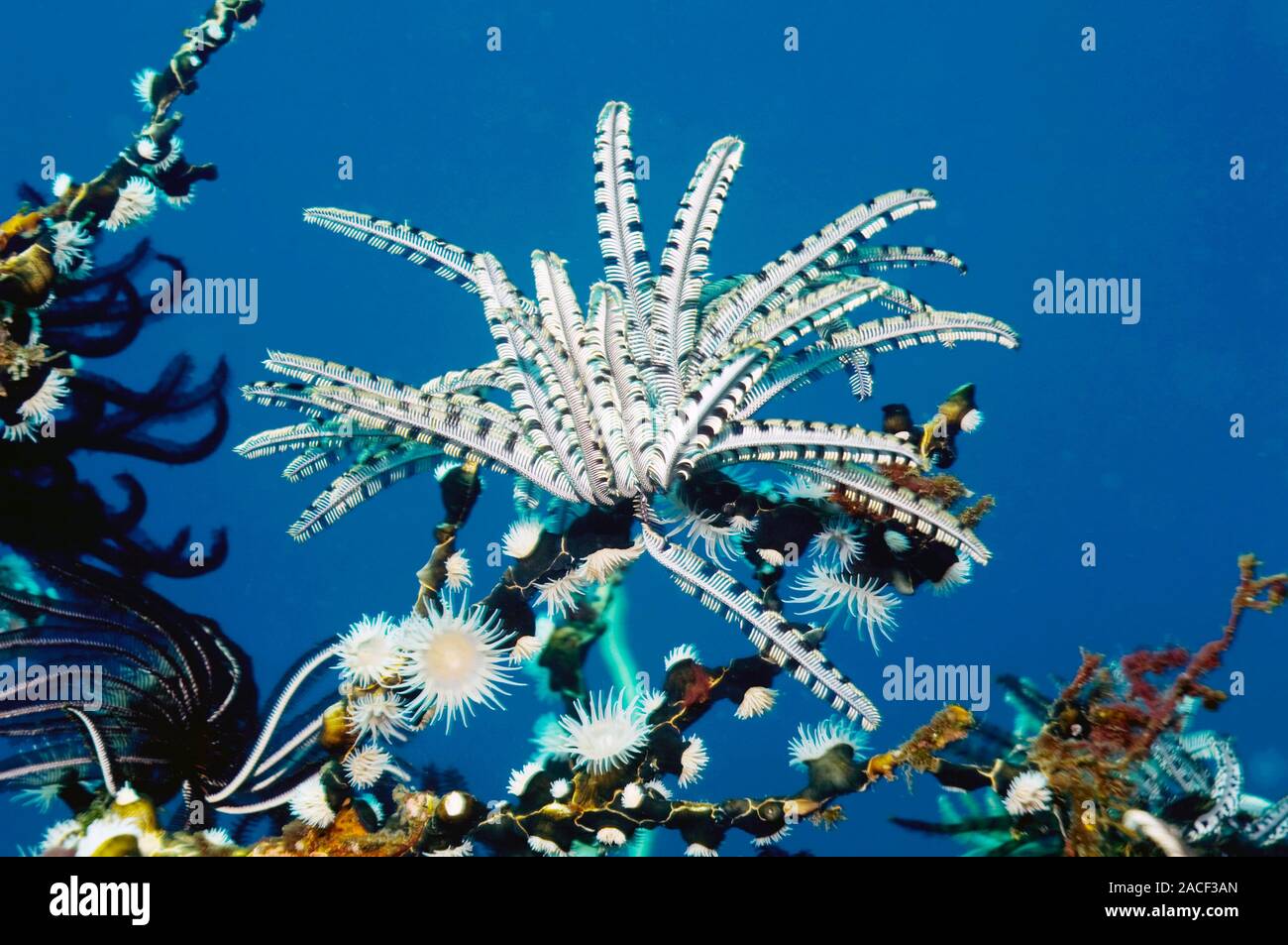 Crinoid and gorgonian anemones. Gorgonian wrappers (Nemanthus ...
