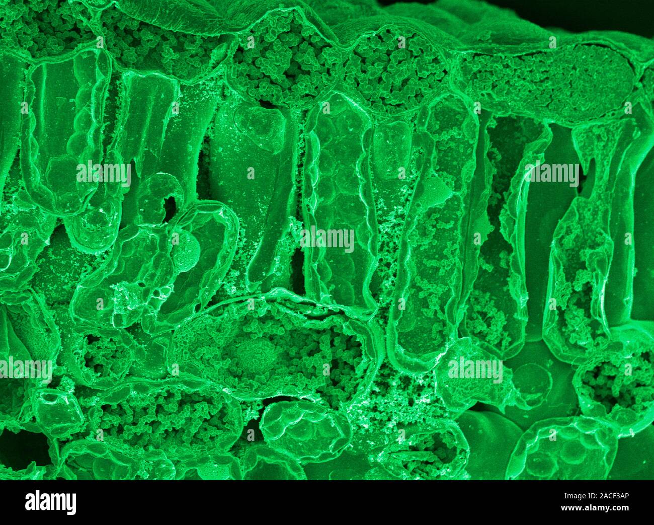 Leaf Section Coloured Scanning Electron Micrograph Sem Of A Section Through A Fractured Leaf