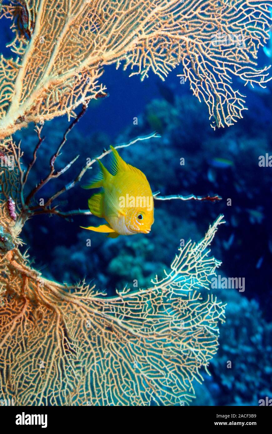 Golden damselfish (Amblyglyphidodon aureus). This species of damselfish ...