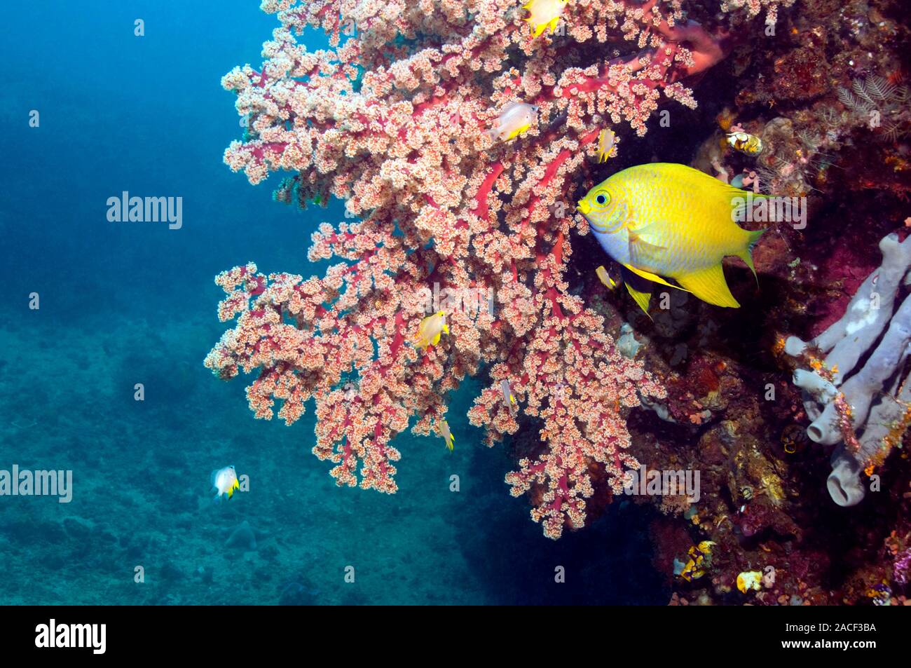 Golden damselfish (Amblyglyphidodon aureus) with soft coral. This ...