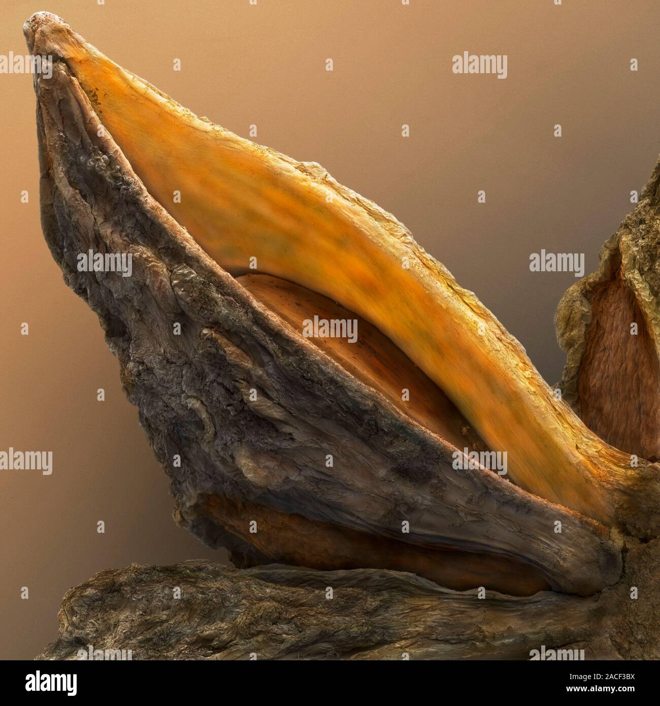 Star anise. Coloured scanning electron micrograph (SEM) of part of a ...