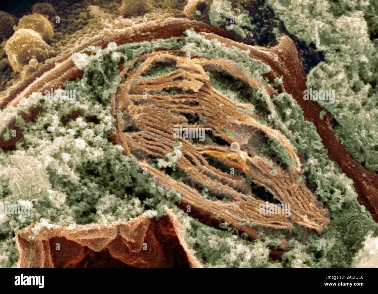 Chloroplast Coloured Scanning Electron Micrograph Sem Of A Section Through A Plant Cell 
