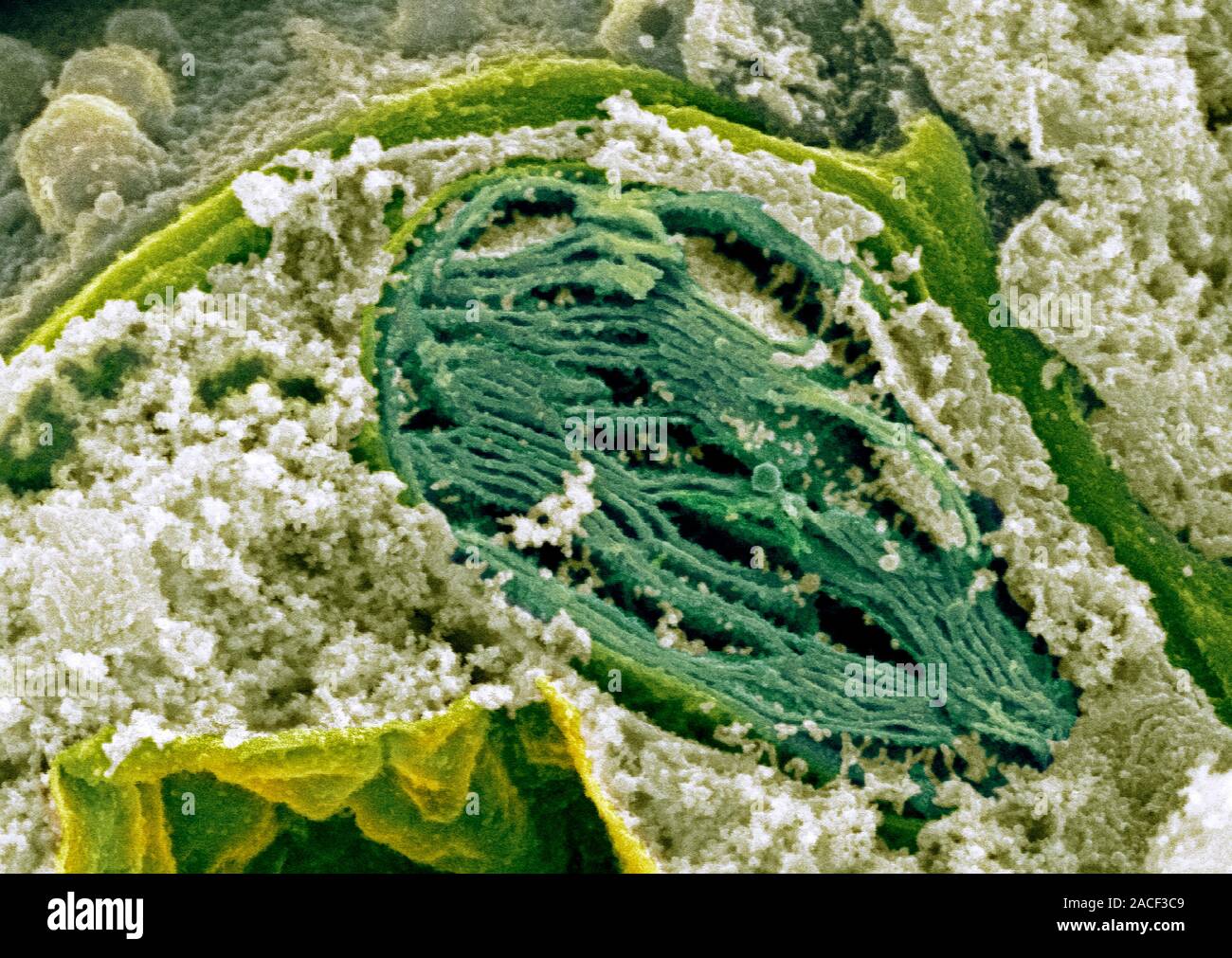 Chloroplast. Coloured scanning electron micrograph (SEM) of a section ...