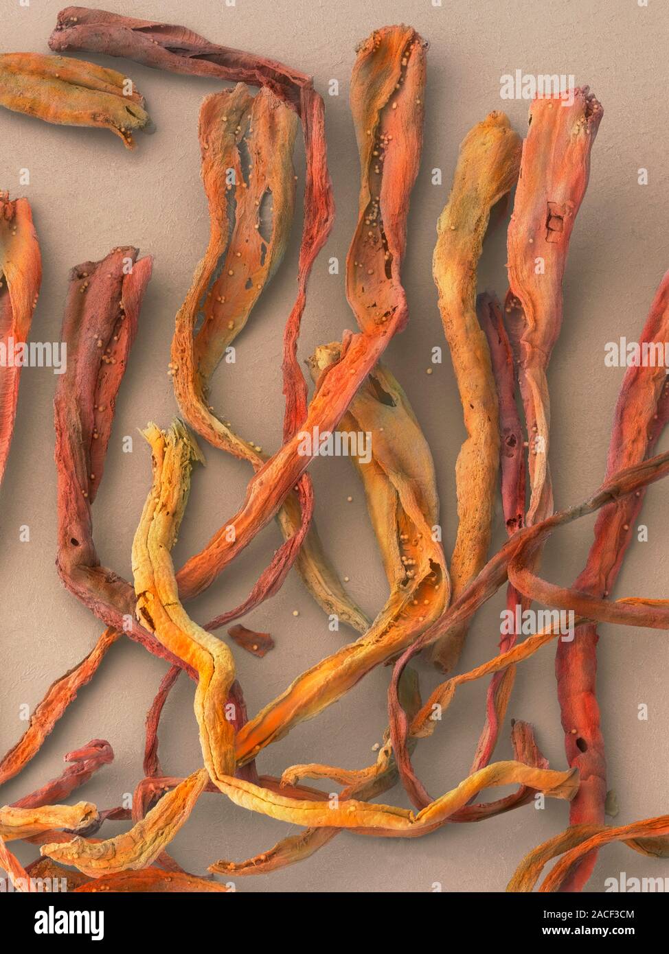 Saffron, coloured scanning electron micrograph (SEM). Saffron (orange ...