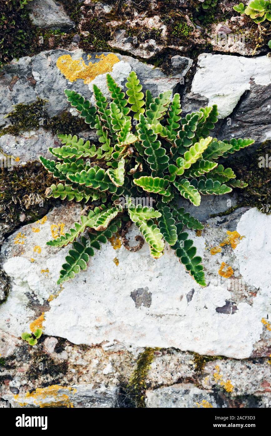 Rustyback (Ceterach officinarum Stock Photo - Alamy
