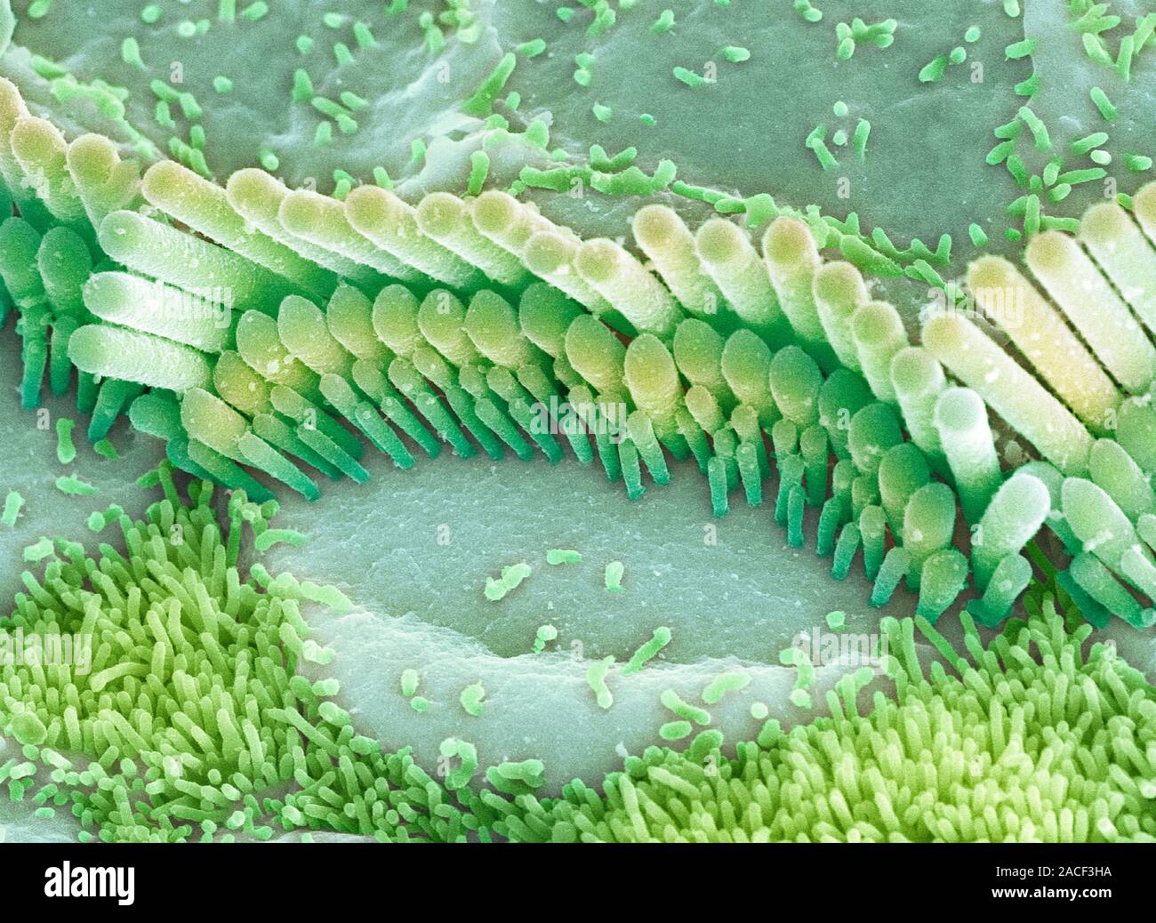 Inner ear hair cells. Coloured scanning electron micrograph (SEM) of ...