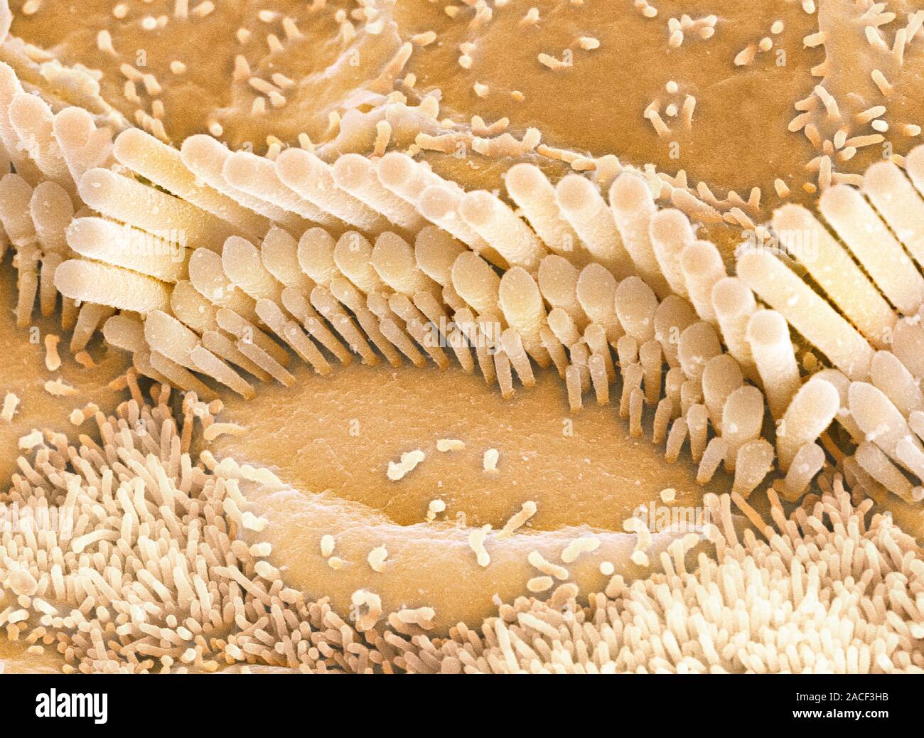Inner ear hair cells. Coloured scanning electron micrograph (SEM) of ...