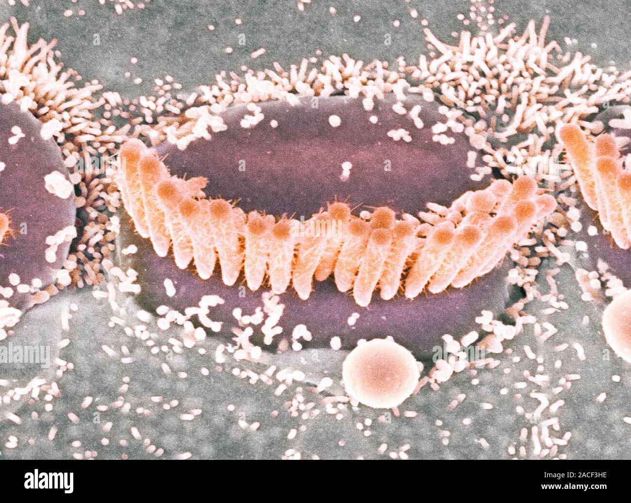 Inner ear hair cells. Coloured scanning electron micrograph (SEM) of ...