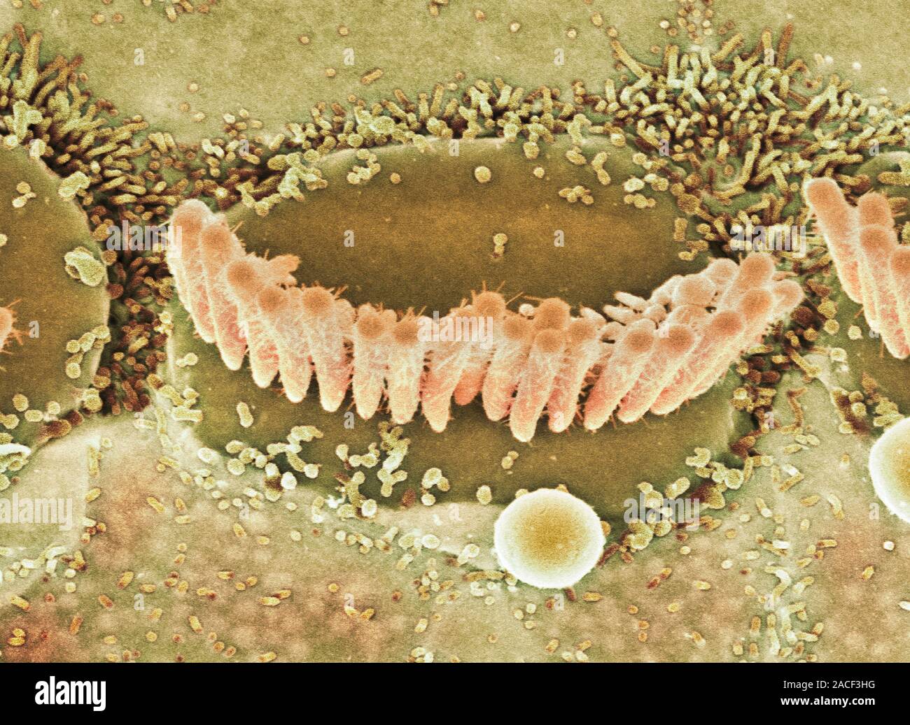 Inner ear hair cells. Coloured scanning electron micrograph (SEM) of ...