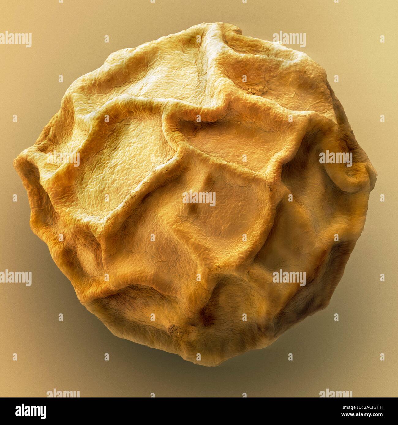 Peppercorn, coloured scanning electron micrograph (SEM). Peppercorn is ...