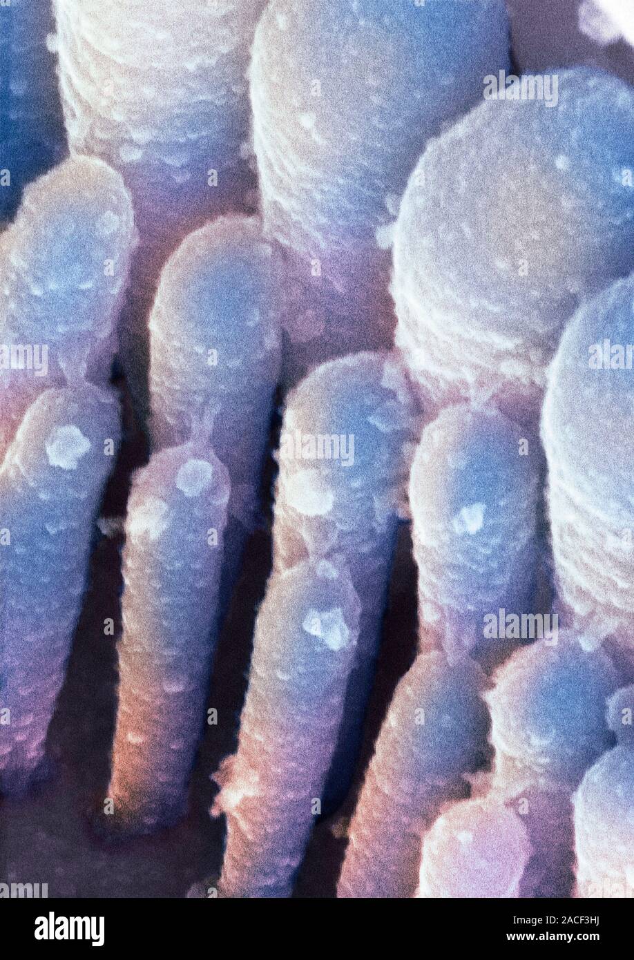 Inner ear hairs. Coloured scanning electron micrograph (SEM) of ...