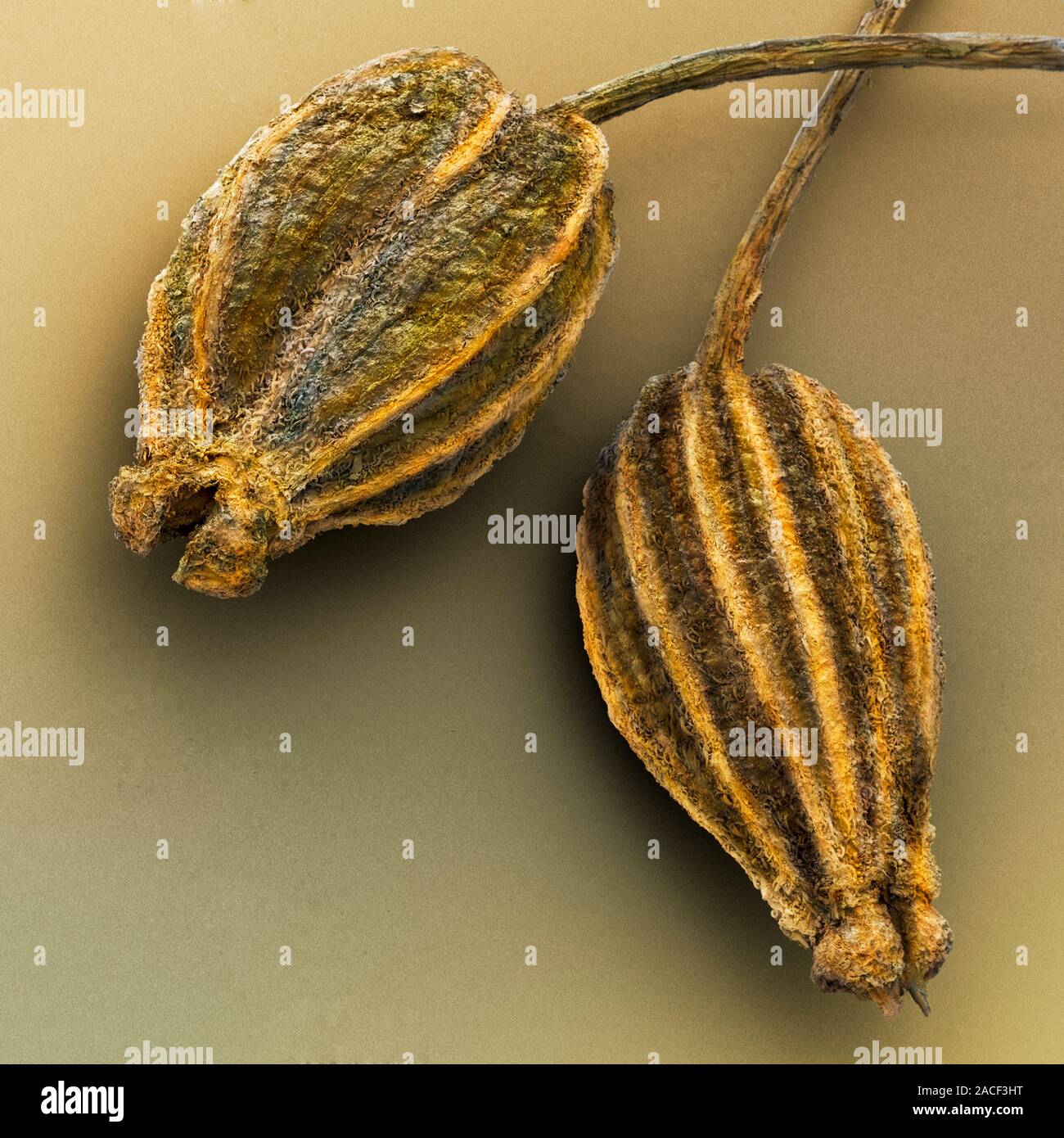 Anise, coloured scanning electron micrograph (SEM). Anise, also known ...