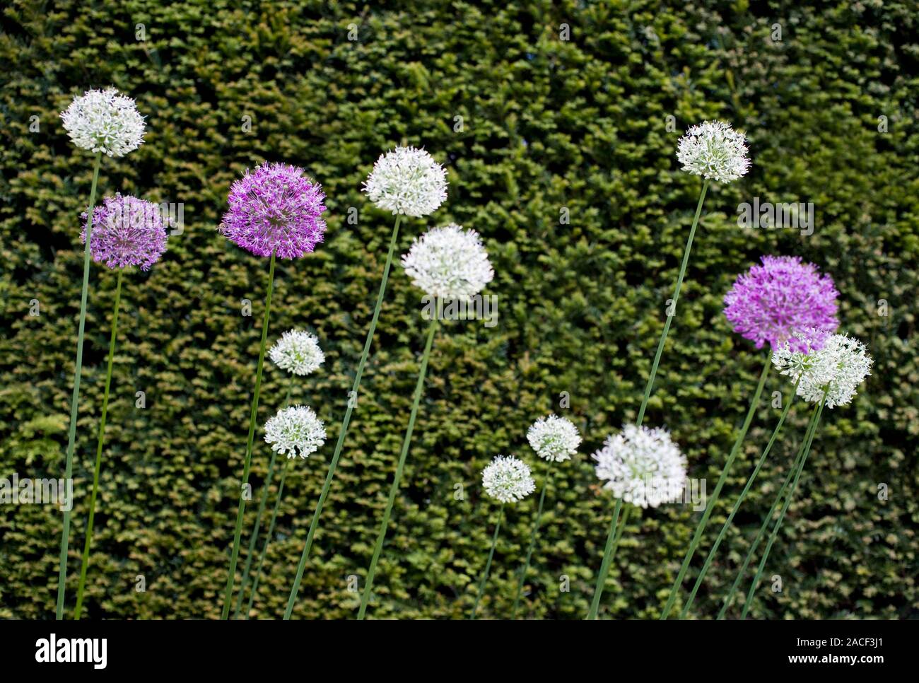 Ornamental onion (Allium stipitatum) flowers, growing in front of a ...