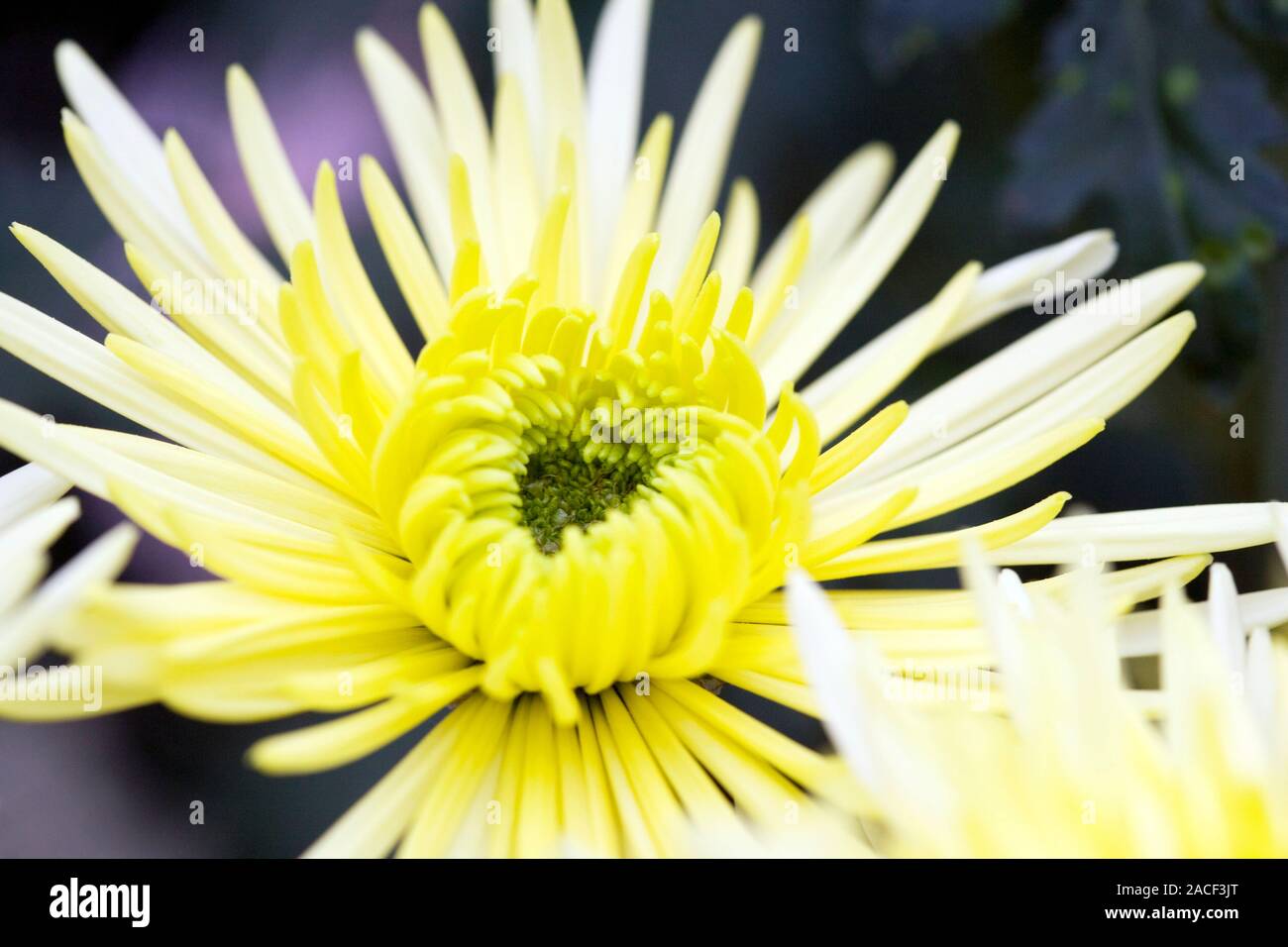 Chrysanthemum (Chrysanthemum 'Sheena') flower Stock Photo - Alamy