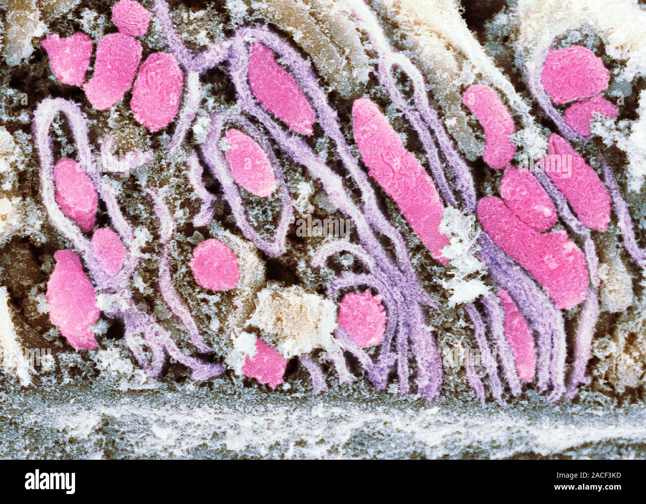 Mitochondria. Coloured scanning electron micrograph (SEM) of ...