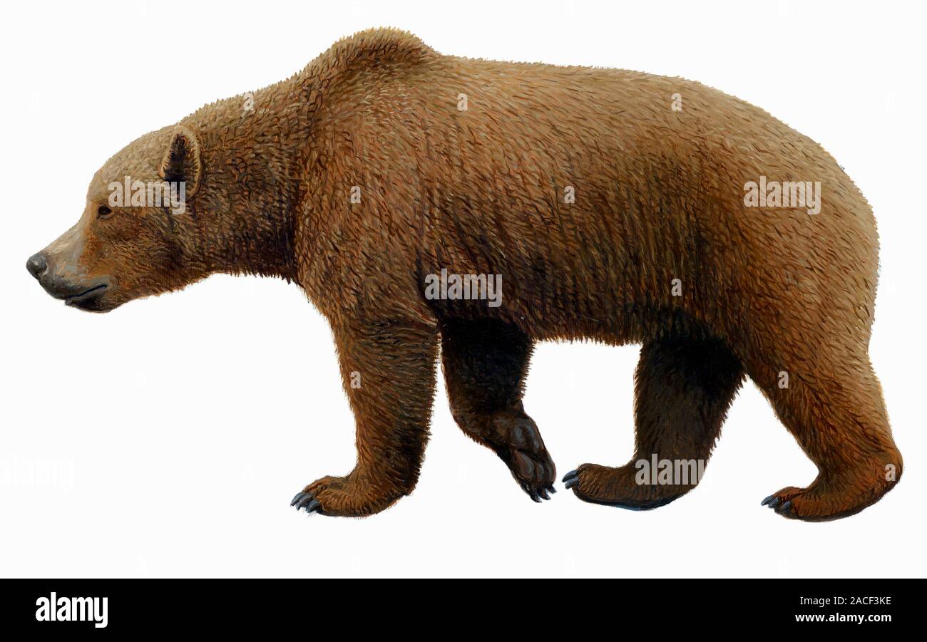 Prehistoric cave bear (Ursus spelaeus), artwork. This bear lived in ...