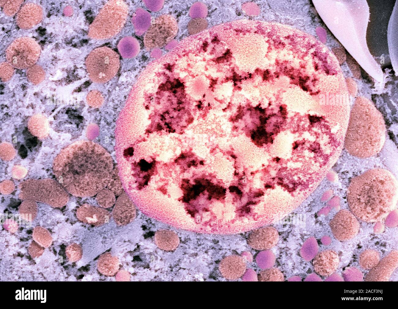 Cell nucleus. Coloured scanning electron micrograph (SEM) of a section ...